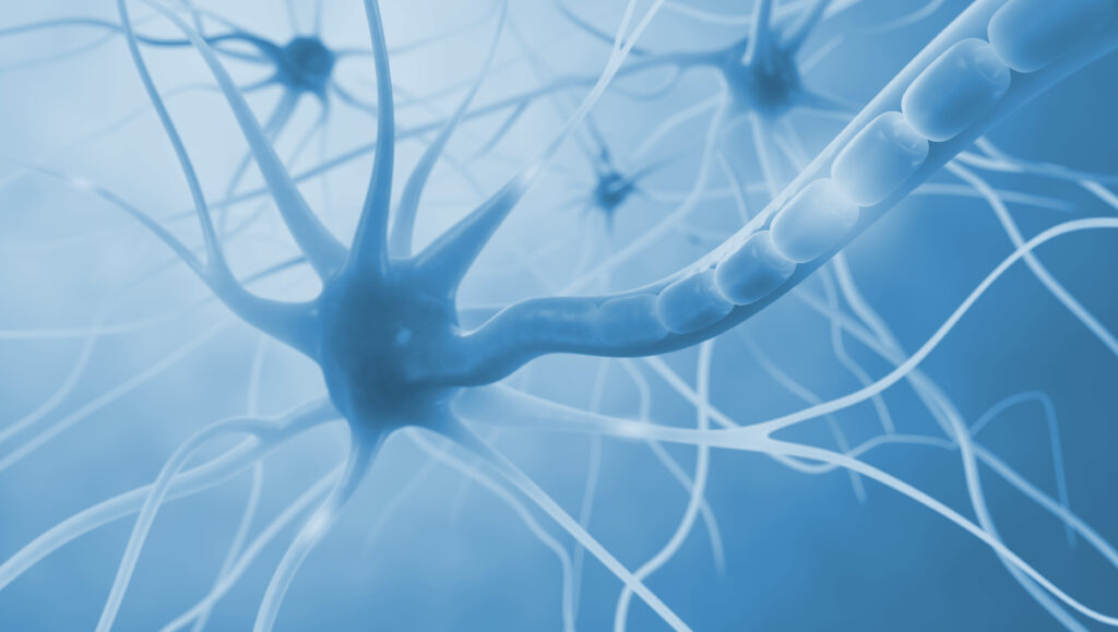 Nervenzellen, Myelinscheide, Neuronen – 3D Illustration – OptiPEA® GMP ...